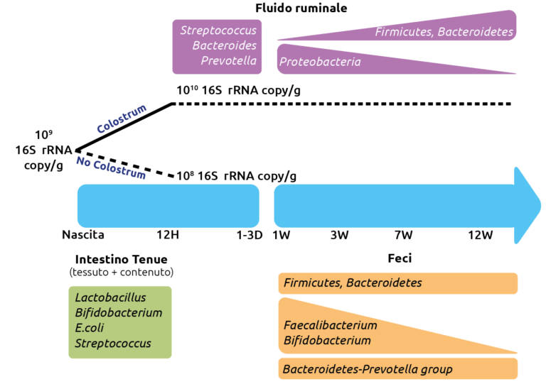 Microbioma e microbiota intestinale del vitello - TecnoZoo